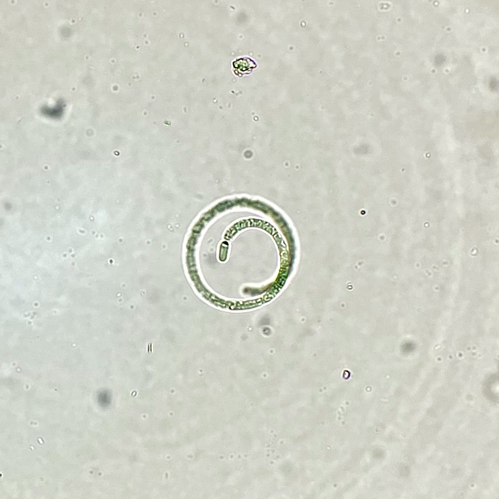 Cylindro from แม่น้ำเจ้าพระยา, สามโคก, จ.ปทุมธานี, TH on September 13 ...