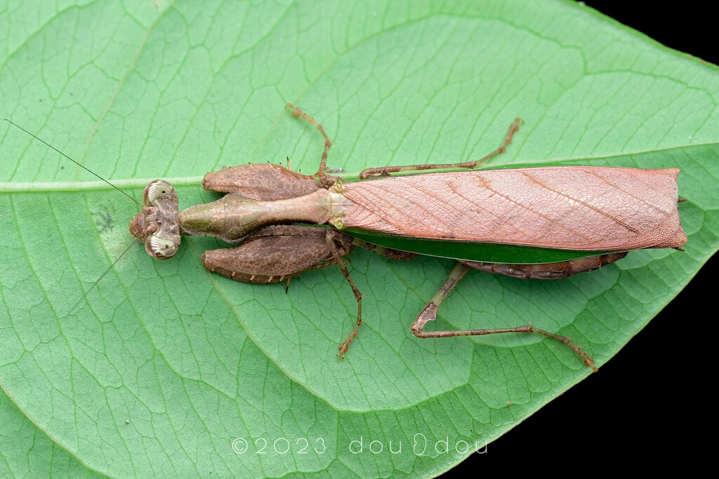 Acromantis from 中国海南省五指山市水满乡 on December 29, 2022 at 09:56 PM by 豆豆 ...