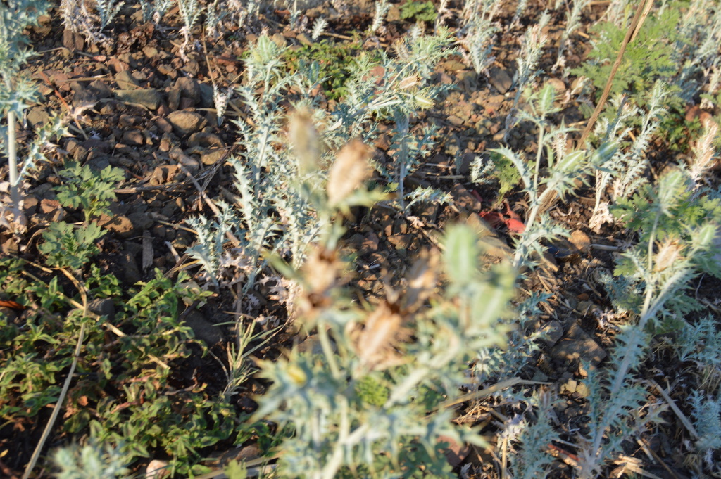 Mexican Poppy from Zambezi Region, Namibia on November 25, 2023 at 05: ...