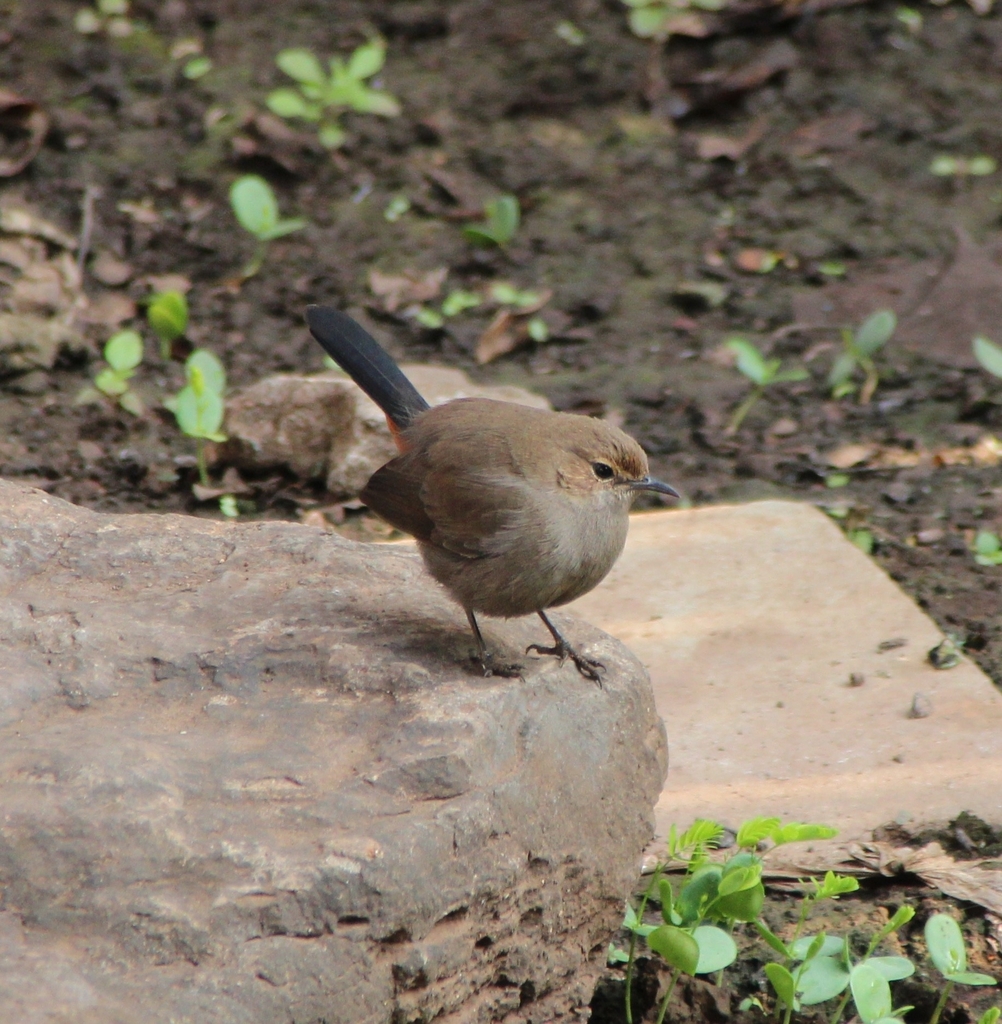 Indian Robin from Chaurakund, Maharashtra, India on December 9, 2023 at ...