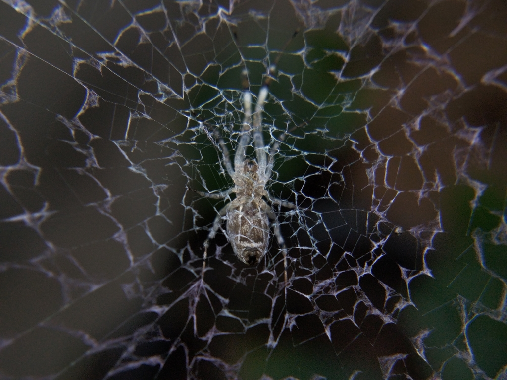 Ninja-star Ceiling Spider from Ban Paen Subdistrict, Mueang Lamphun ...