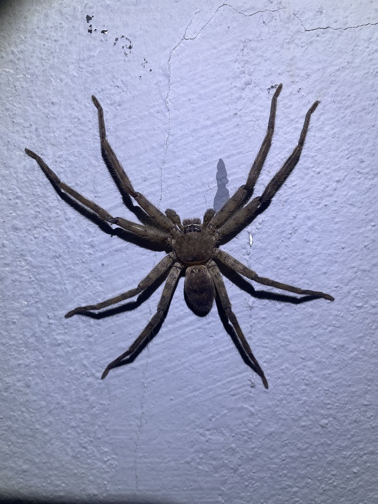 Pantropical Huntsman Spider from Yothathikan Chiang Mai 2096 Rd., San ...
