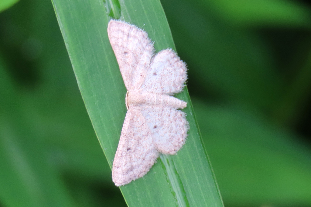 Drab Brown Wave from West Friendship, MD, USA on August 2, 2020 at 08: ...