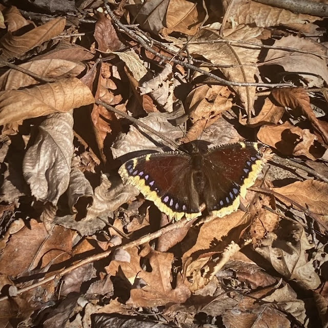 Mourning Cloak in February 2023 by Susan Conaway · iNaturalist