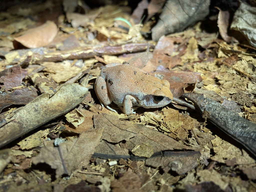 Common Squeaker from North-Western, ZM on October 21, 2023 at 07:30 PM ...