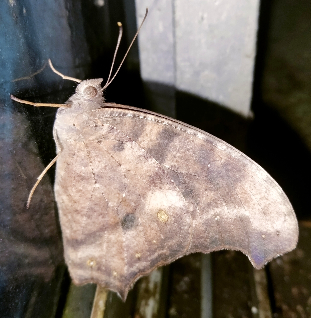 Common Evening Brown from 9XR5+6XX, Pakuria, West Bengal 711312, India ...