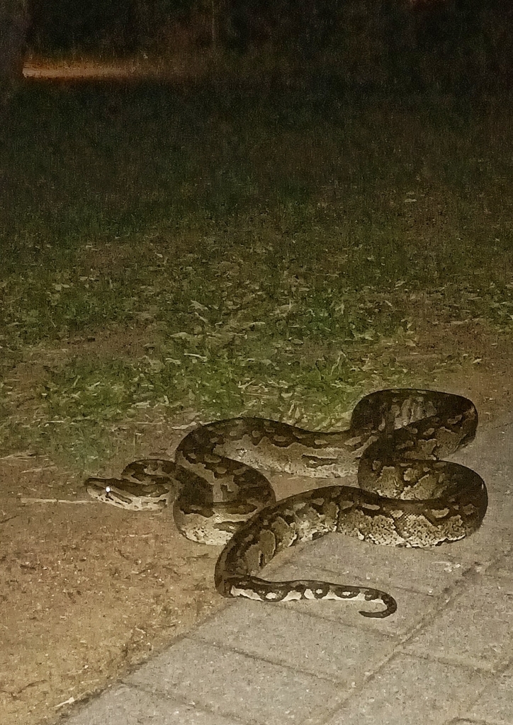 Southern African Python from Kruger Park, Sudafrica on November 20 ...