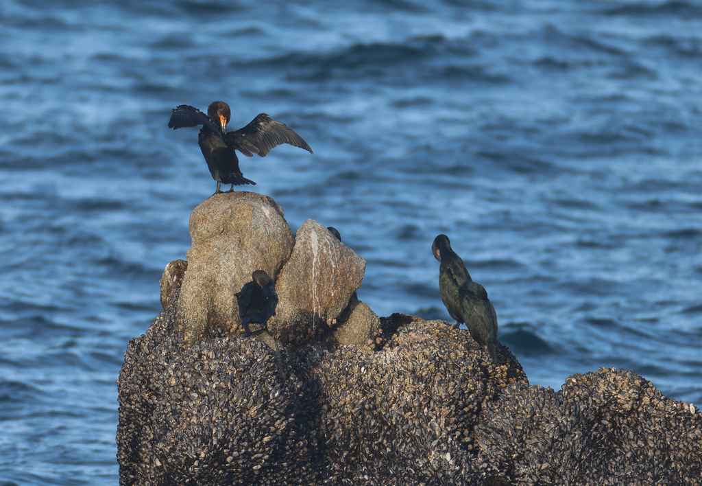 Double-crested Cormorant from Pacific Grove, CA, USA on December 10 ...