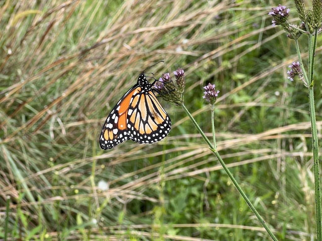 Southern Monarch from Jardim Botânico, Curitiba, PR, BR on December 11 ...