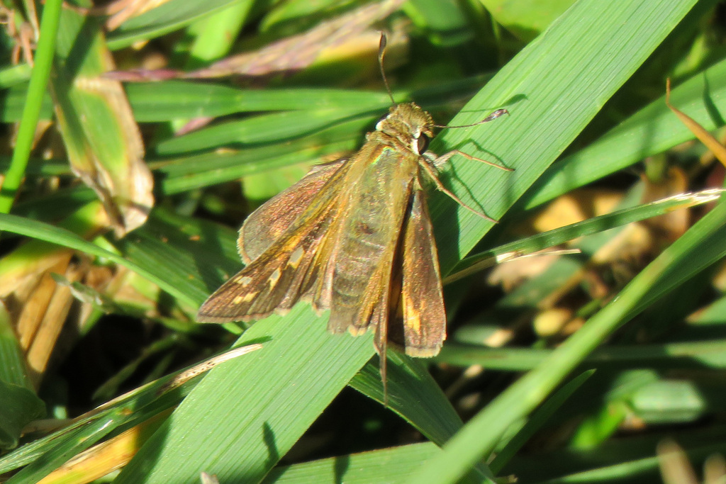 Huron Sachem from Howard County, MD, USA on September 15, 2019 at 09:05 ...