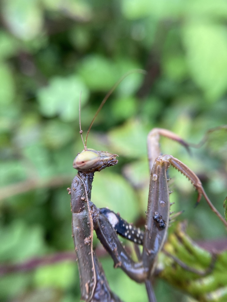 European Mantis in December 2023 by Nelson Bell · iNaturalist