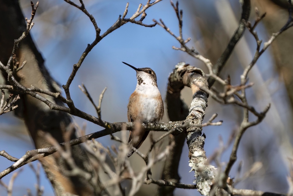 Rufous Hummingbird from Montgomery Pinetum Park, Cos Cob, CT, US on ...