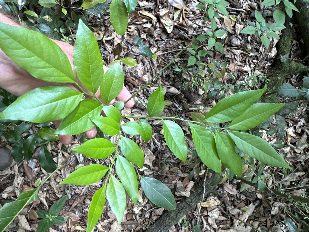 limeberry in December 2023 by pteridium · iNaturalist
