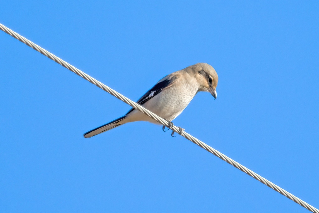 Northern Shrike In Flight Shrike (Northern) - 0501 | Birds of prey ...