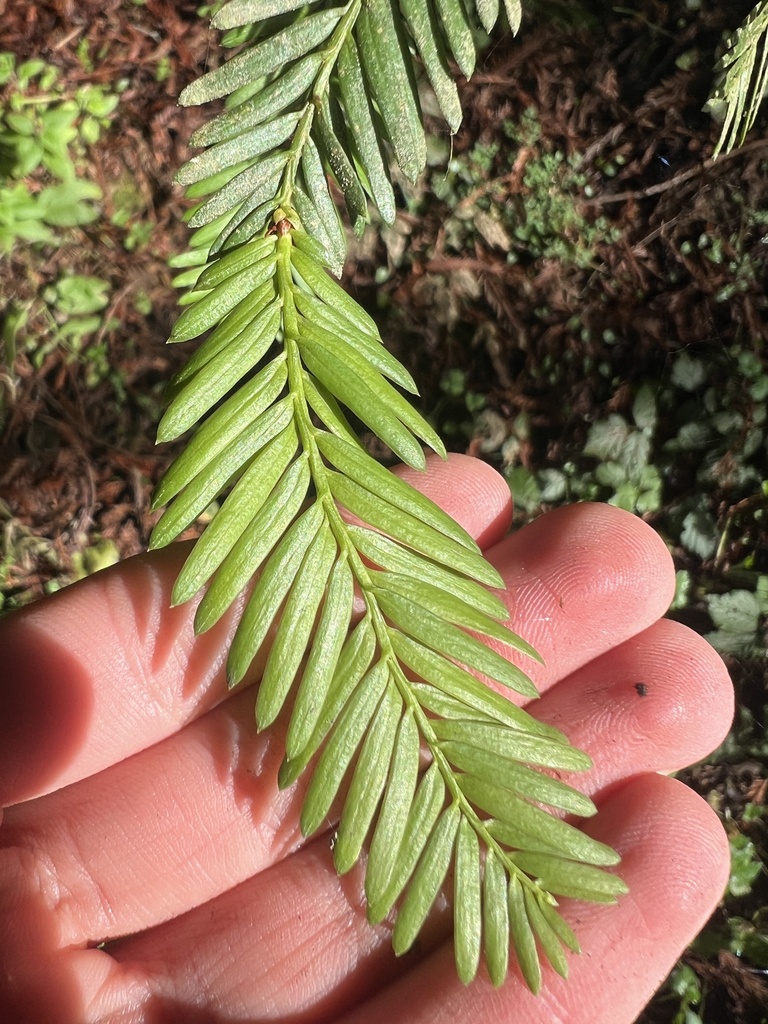 coast redwood from Arcata, CA, US on December 11, 2023 at 10:38 AM by ...
