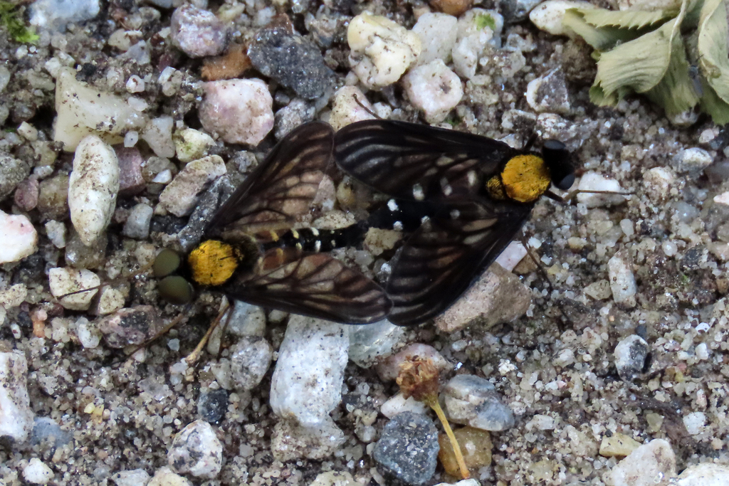 Golden-backed Snipe Fly from Henryton, Maryland, United States on June ...