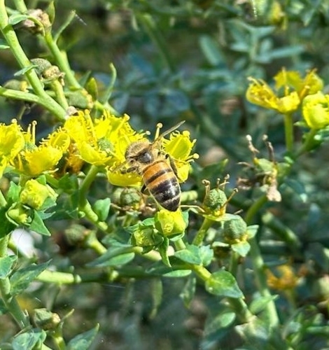 Western Honey Bee from Tocachi, Ecuador on December 11, 2023 at 05:52 ...