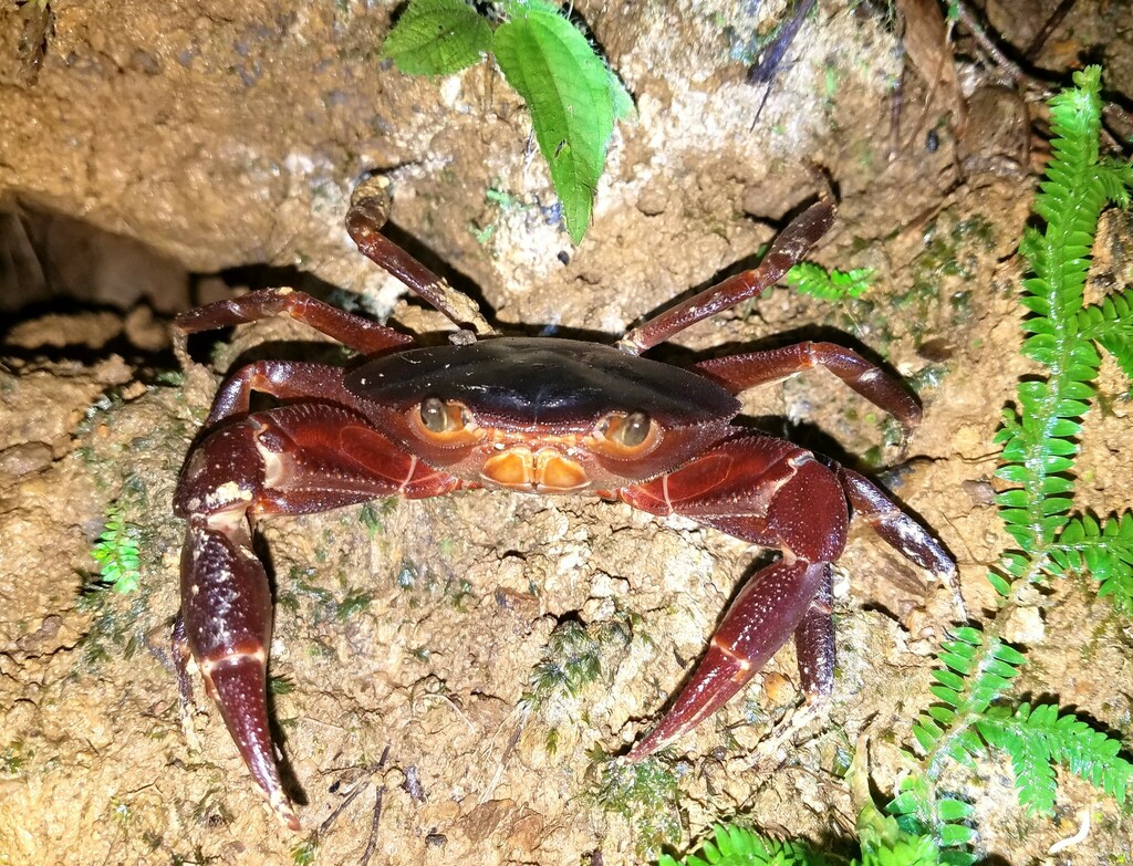 Manicou Crab from Tunapuna/Piarco Regional Corporation, Trinidad and ...