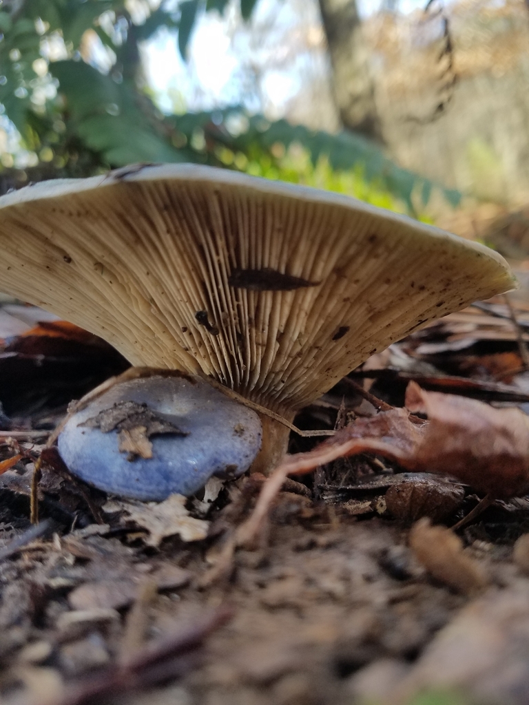 indigo milk cap from Appling, GA 30802, USA on December 11, 2023 at 01: ...