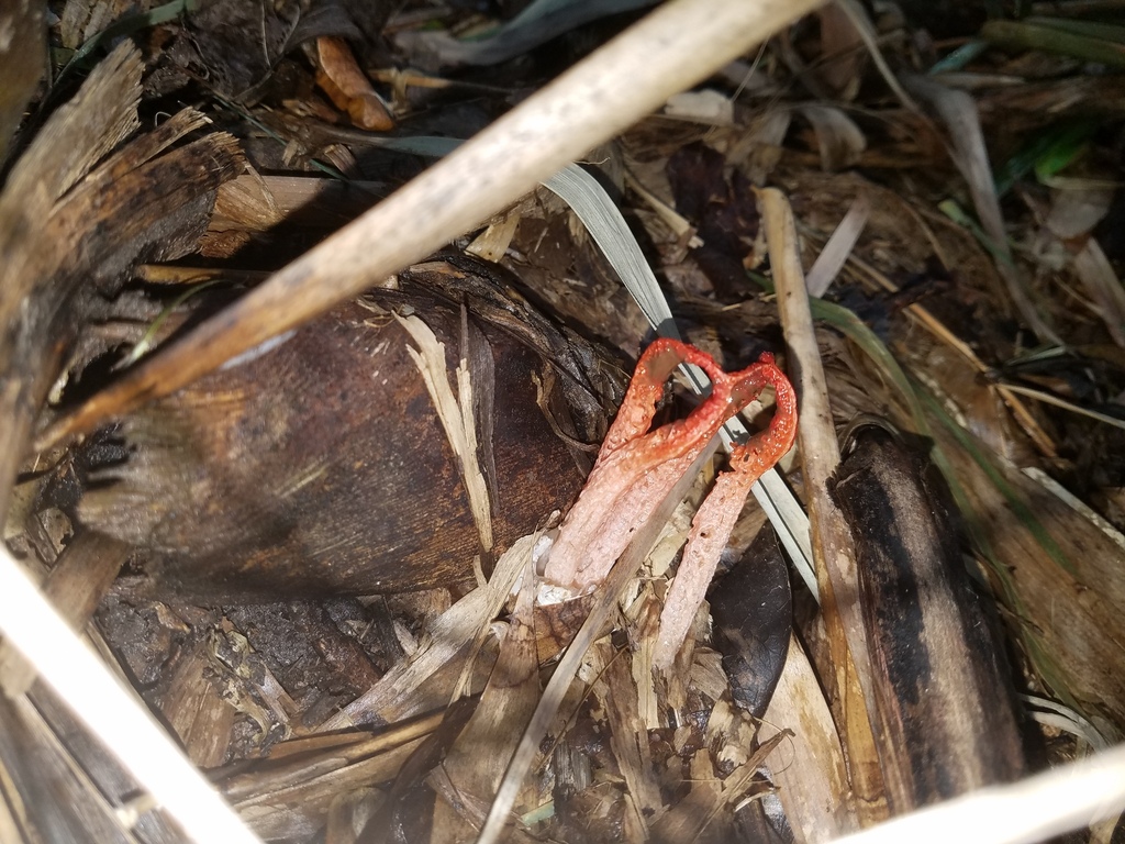Clathraceae from Tobago, Trinidad and Tobago on November 16, 2023 at 03 ...