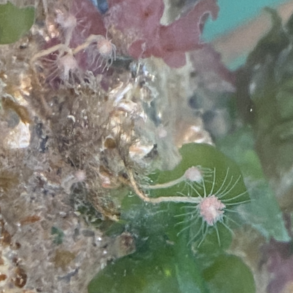 tubular hydroid from Skagit Bay, Oak Harbor, WA, US on December 11 ...