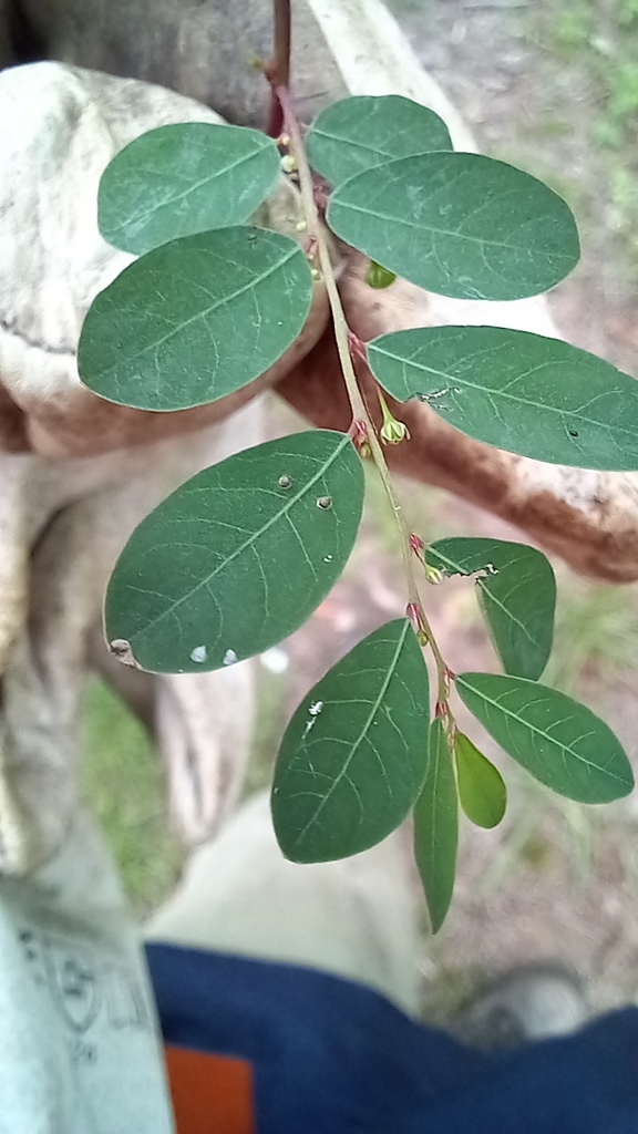 Mascarene Island leaf-flower from Woodford QLD 4514, Australia on ...