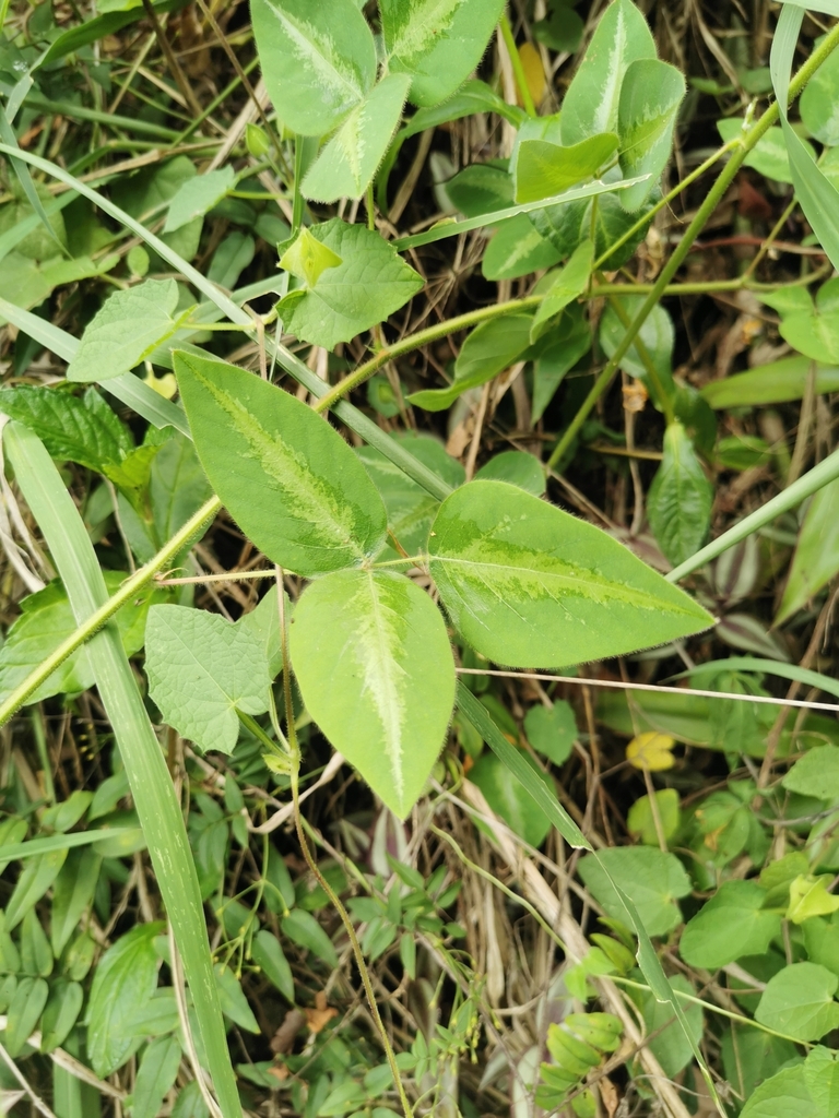 Silverleaf Desmodium by flora333 · iNaturalist