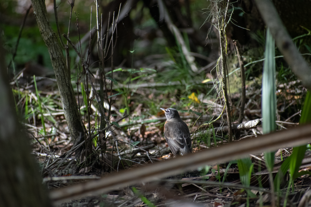 American Robin from Manatee County, FL, USA on December 11, 2023 at 06: ...