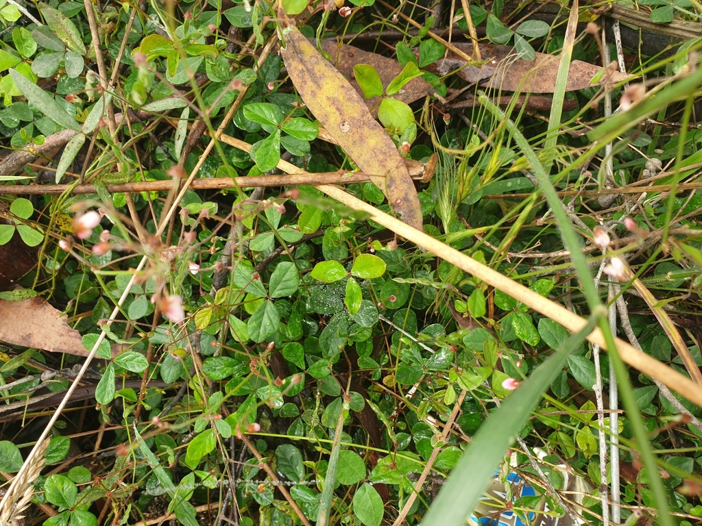 Something from Whittlesea - North, AU-VI, AU on December 12, 2023 at 10 ...