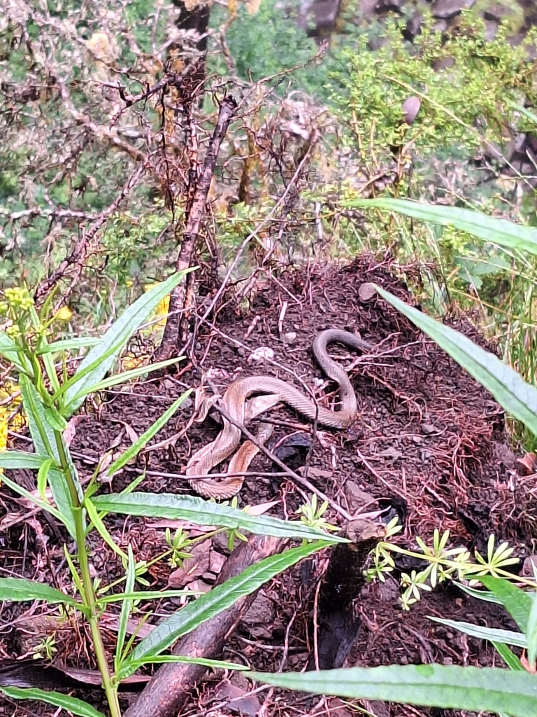 Tiger Snake from Surf Coast - West, AU-VI, AU on December 12, 2023 at ...