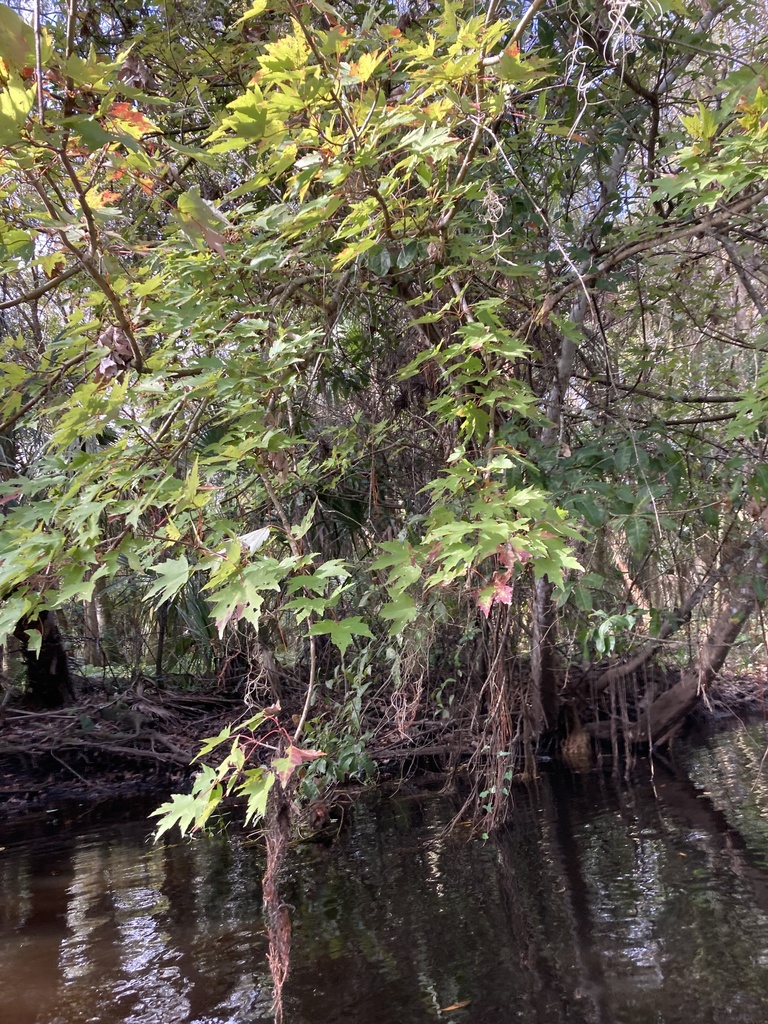 red maple from Avon Park, FL, US on November 25, 2023 at 10:46 AM by ...