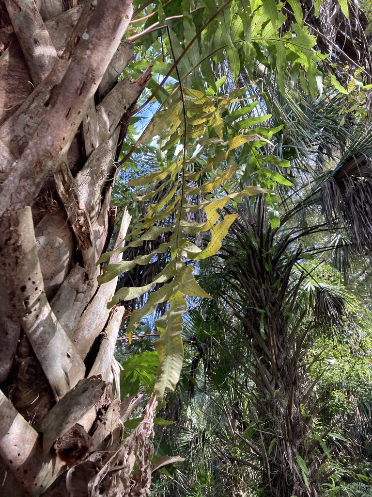 golden polypody from Avon Park, FL, US on November 25, 2023 at 10:49 AM ...