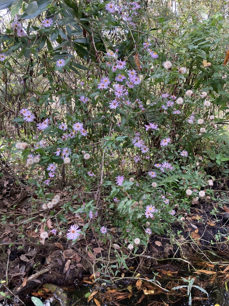 Climbing Aster from Avon Park, FL, US on November 25, 2023 at 11:01 AM ...