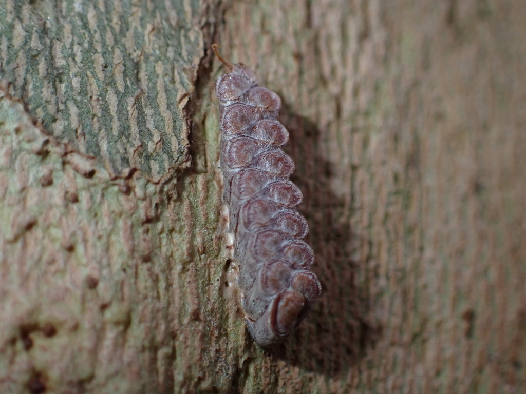 Amorphoscelis chinensis from 明孝陵景区, 南京市, 江苏省, CN on December 12, 2023 ...