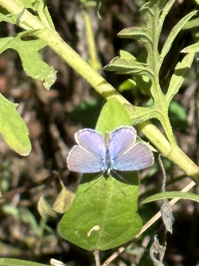 Cassius Blue from Memorial Park Conservancy, Houston, TX, US on October ...