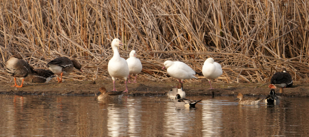 Snow Goose from Colusa County, CA, USA on December 10, 2023 at 12:23 PM ...