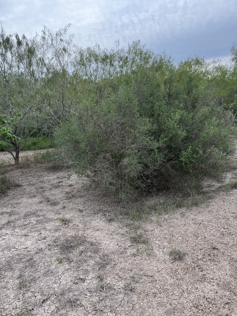 Lime Prickly-ash from Estero Llano Grande State Park, Mercedes, TX, US ...