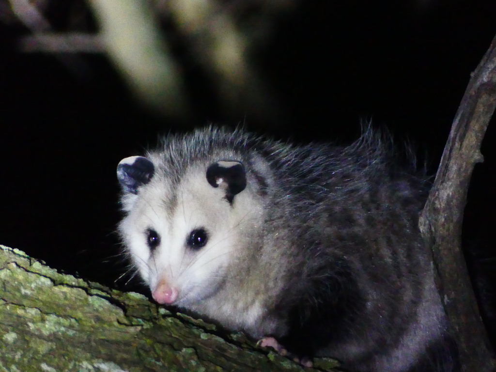 Virginia Opossum from Lucas County, OH, USA on December 9, 2023 at 08: ...