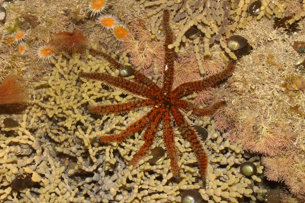 Eleven-armed Sea Star from Auckland, New Zealand on December 9, 2023 at ...