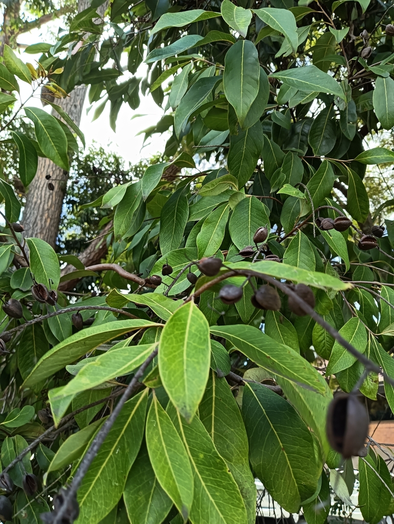 ivory curl tree by Samantha · iNaturalist