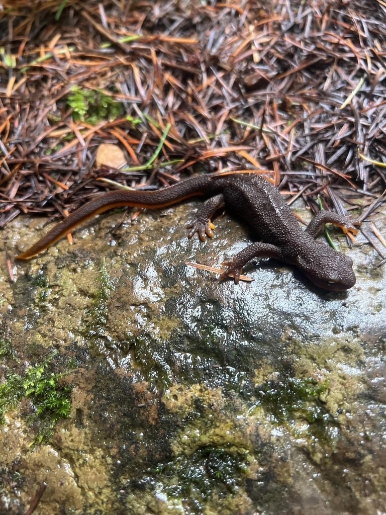 Rough-skinned Newt from Eatonville, WA, US by Jake and Kristin Pool ...