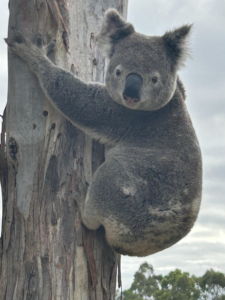 Koala from Crows Nest QLD 4355, Australia on December 12, 2023 by Ross ...