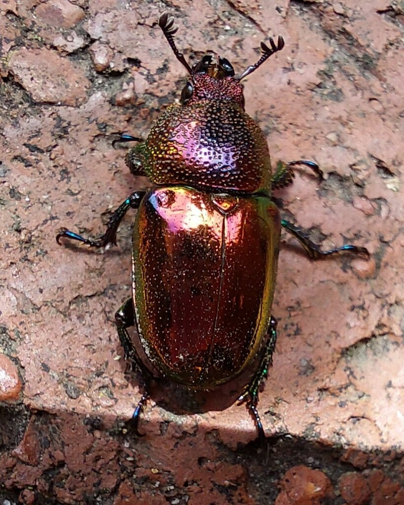 Golden Stag Beetle in December 2023 by Tess McNeill · iNaturalist