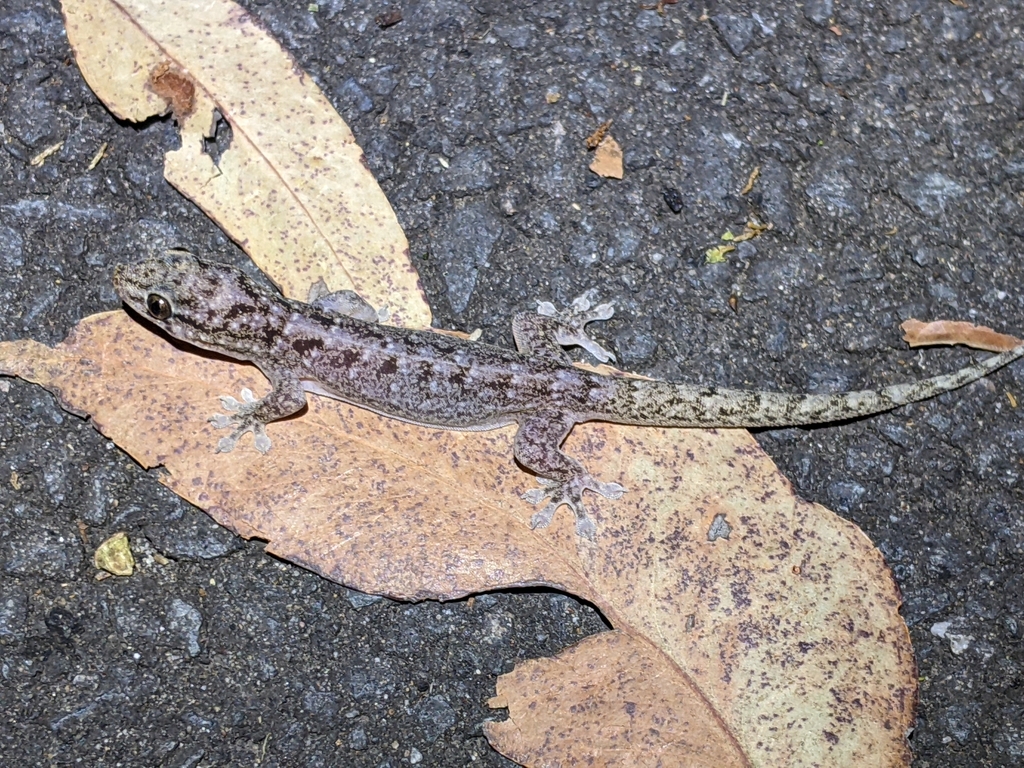 Dubious Dtella from Nathan QLD 4111, Australia on December 12, 2023 at ...