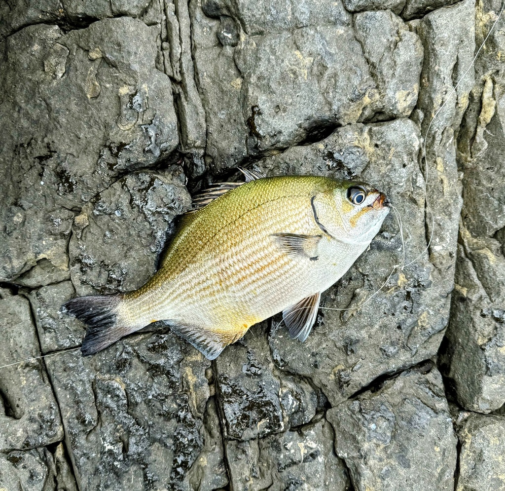 Silver Drummer from Tasman Sea, Bombo, NSW, AU on December 12, 2023 at ...