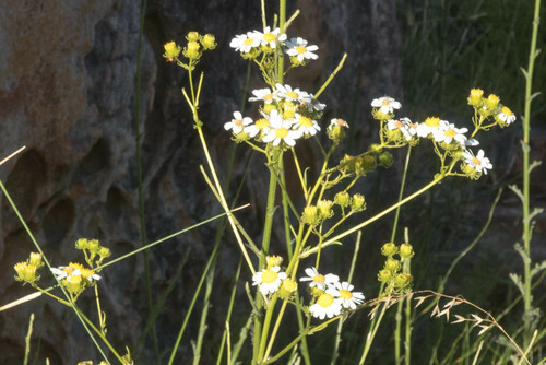 Senecio leucoglossus · iNaturalist Mexico