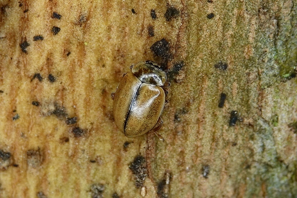 Larch Lady Beetle from Goldschmidtstraße, Göttingen, Lower Saxony, DE ...