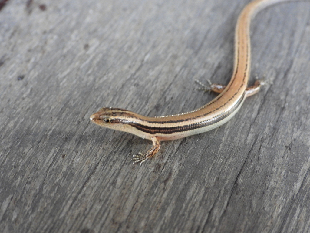 Lipinia inexpectata from Kalimantan Timur, Indonesia on December 1 ...