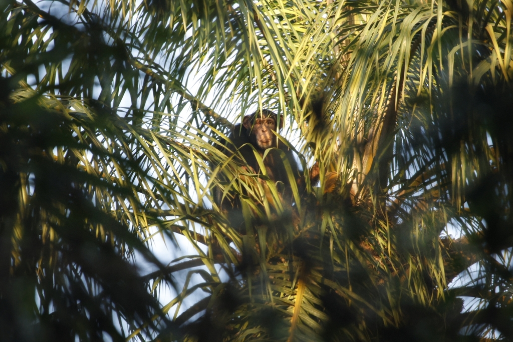 West African Chimpanzee in December 2023 by João Miguel · iNaturalist