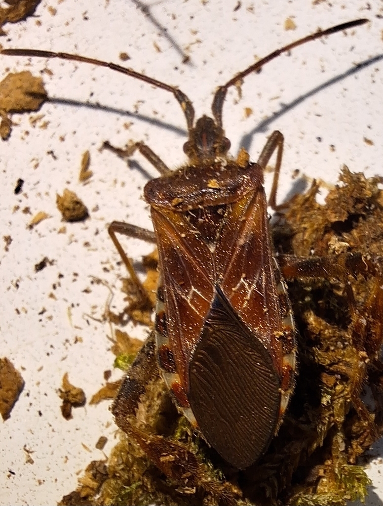 Western Conifer Seed Bug from Viereck, Deutschland on December 12, 2023 ...